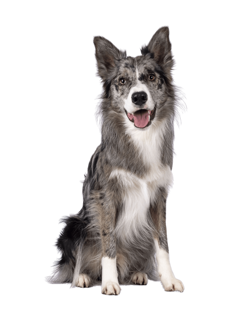 Furgo – SA's Trusted Breeders Network